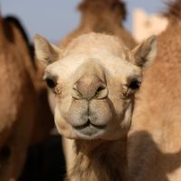 Lovesick man steals camel for his beloved – Spy Briefing