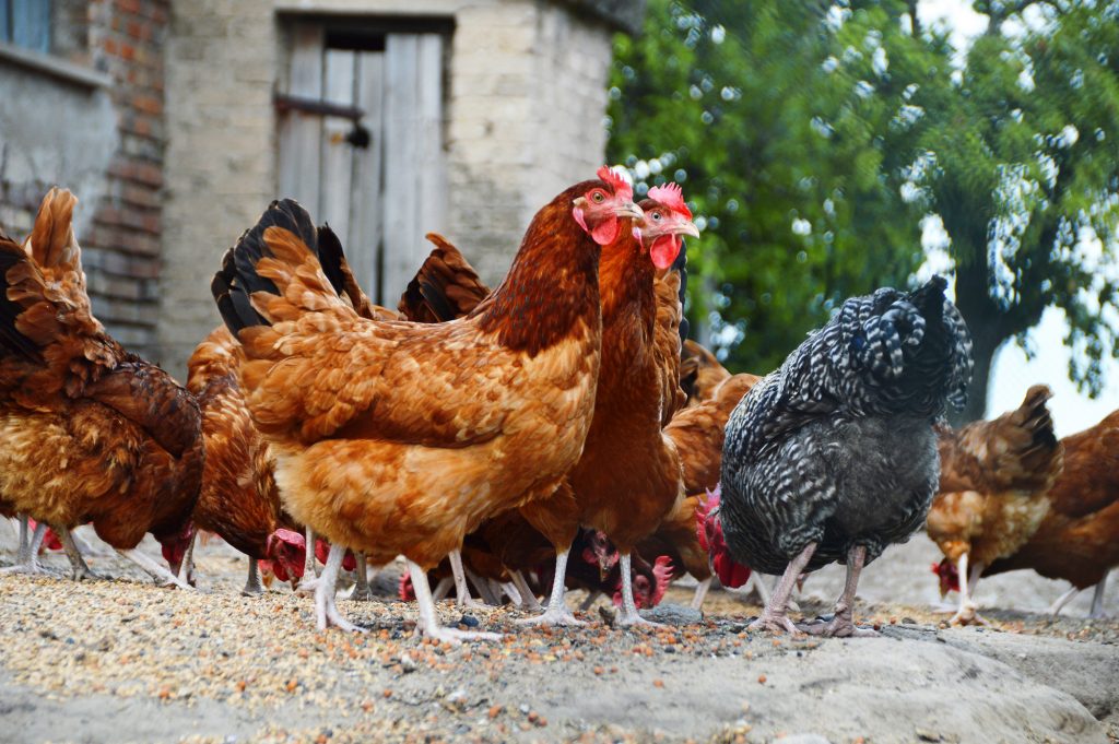 How to raise survival chickens - Spy Briefing